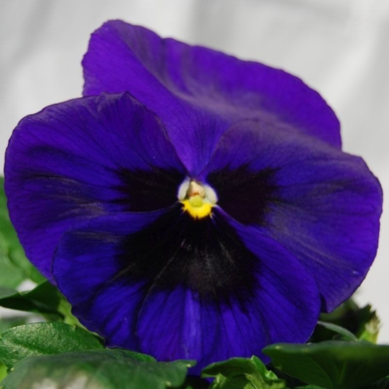Viola del Pensiero 'Premiere Deep Blue with Blocht'