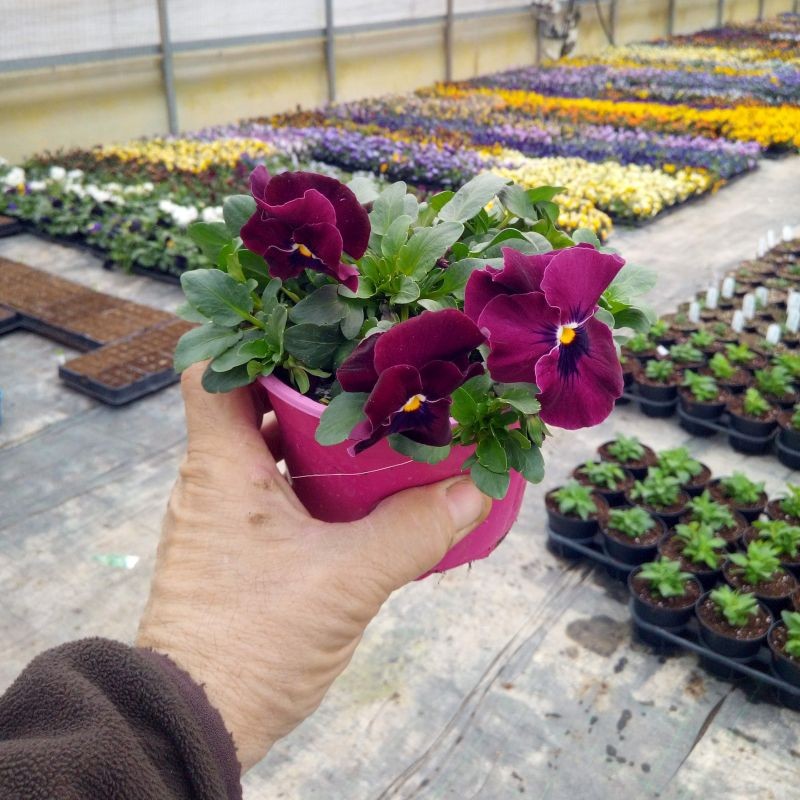 Viola Ricadente 'Cool Wave Raspberry'